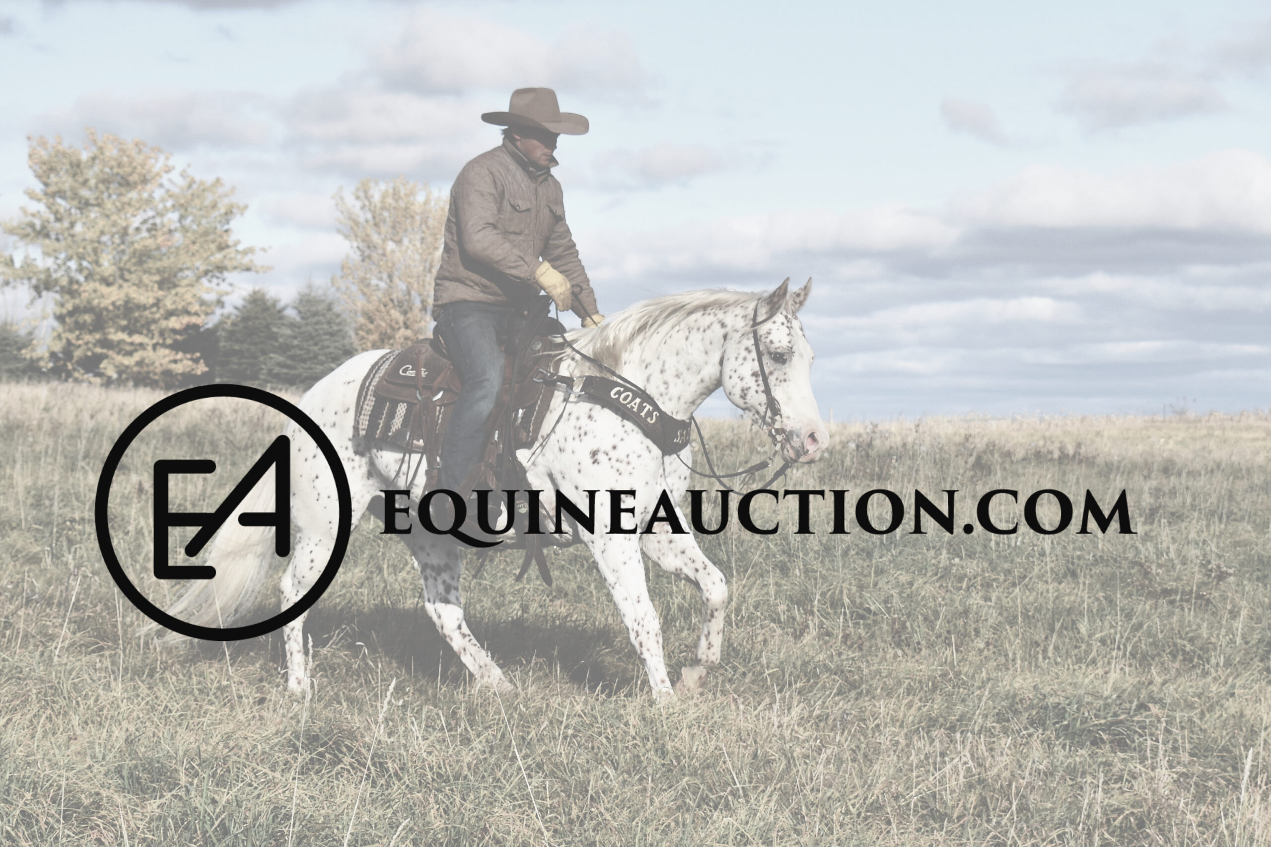 Home - Equine Auction