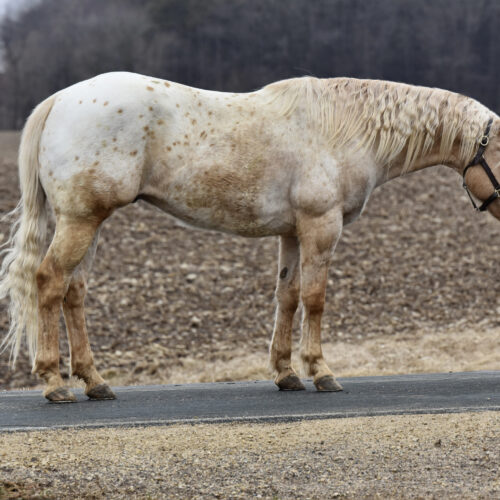 Home - Equine Auction